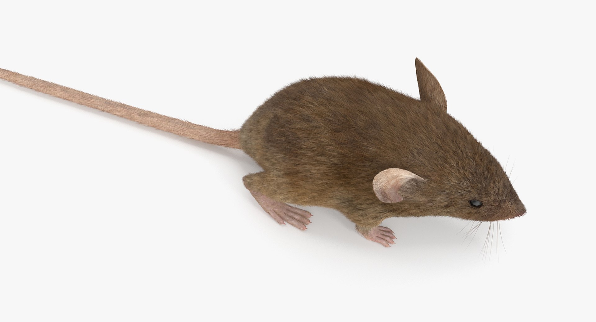 3D Mouse Fur Model - TurboSquid 1226832