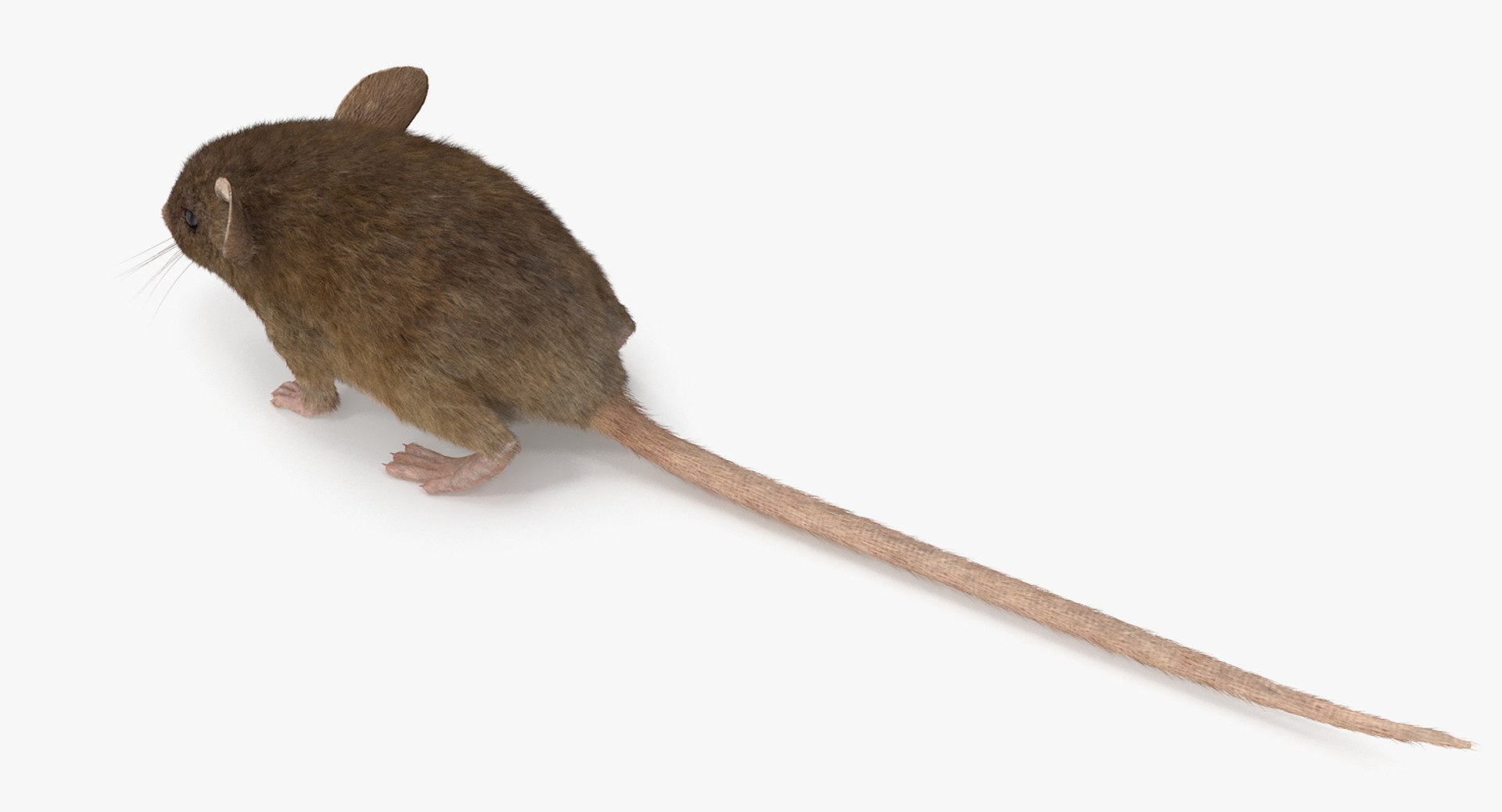 3D Mouse Fur Model - TurboSquid 1226832