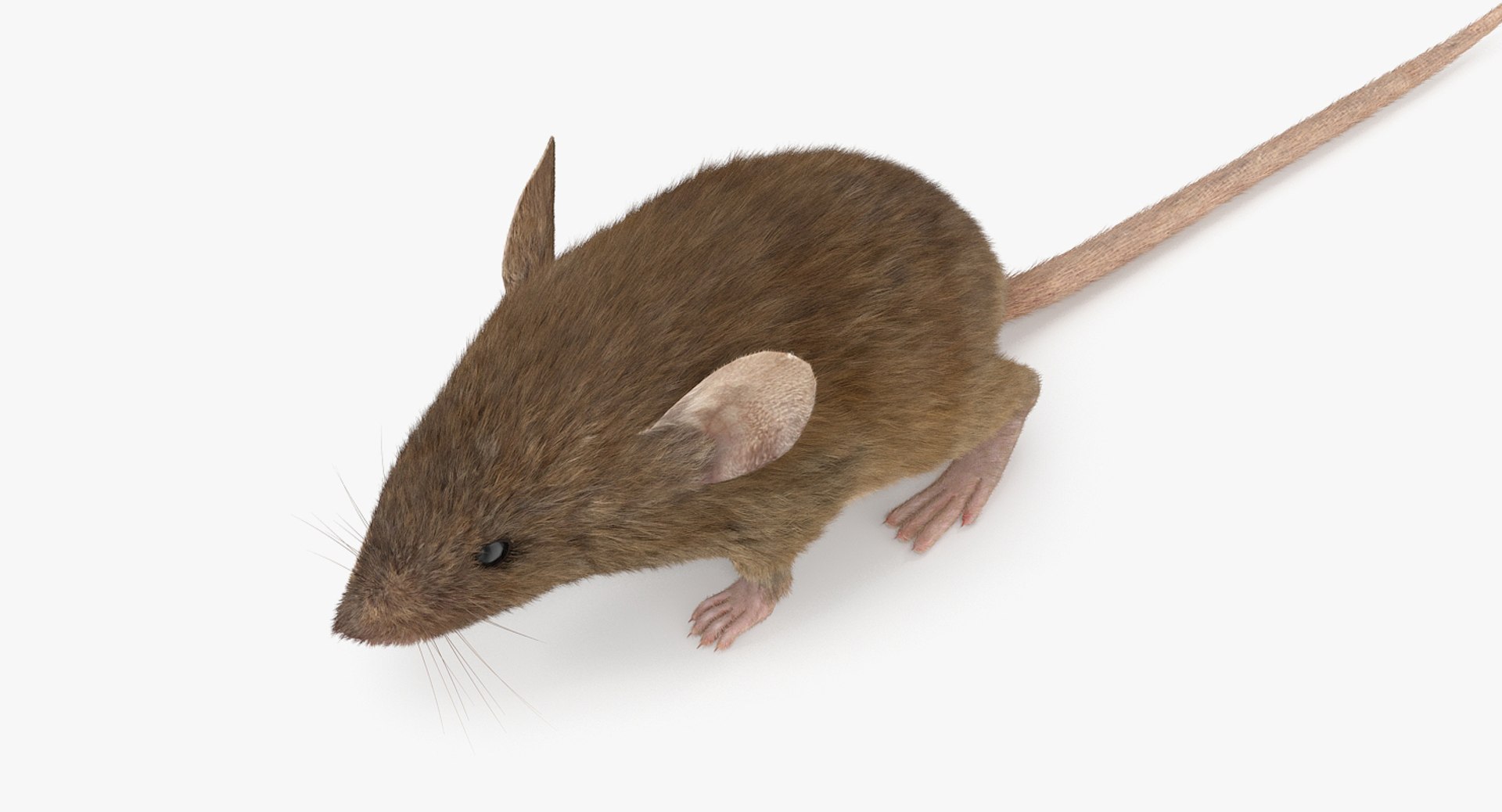 3D Mouse Fur Model - TurboSquid 1226832