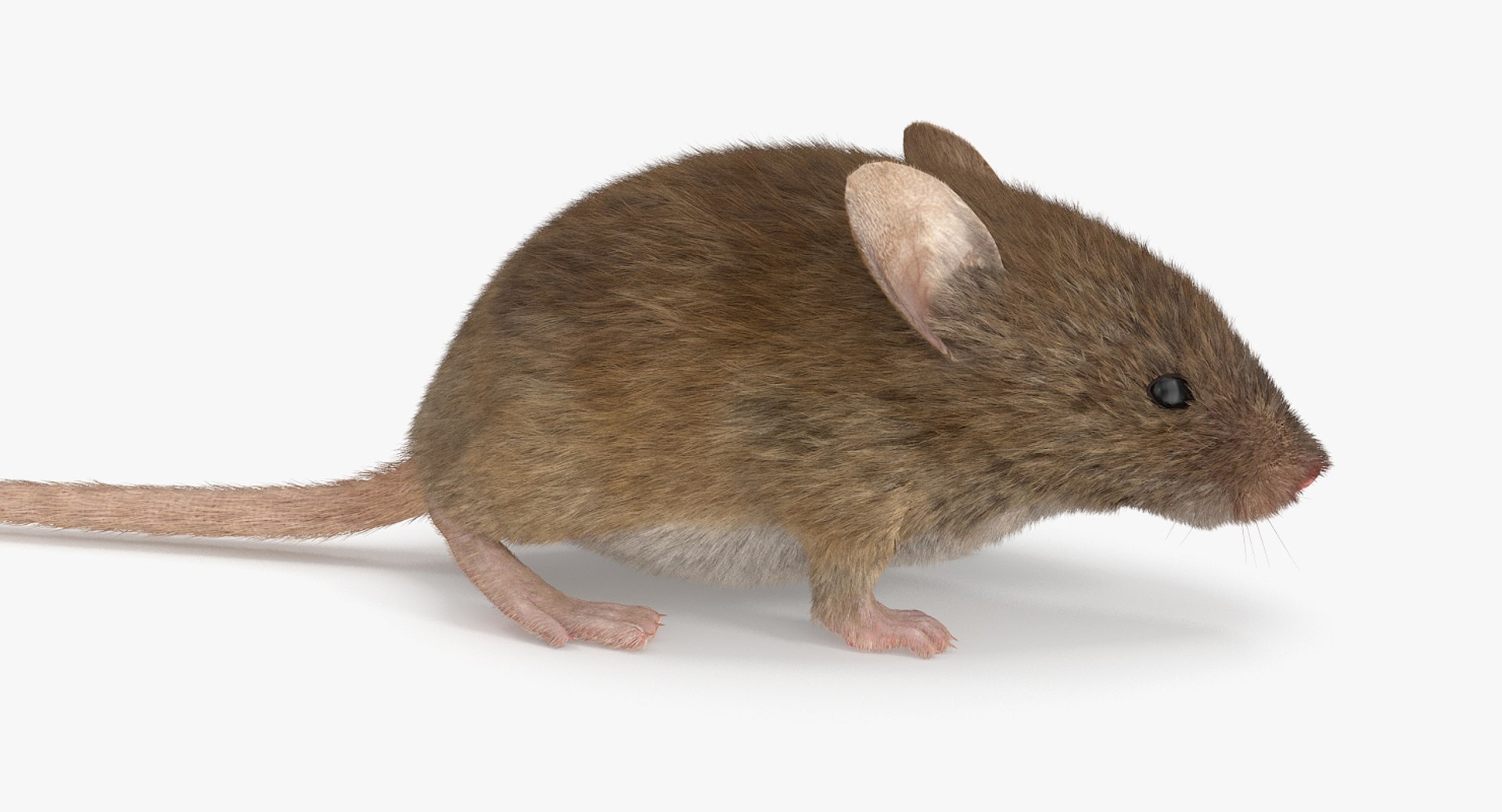 3D Mouse Fur Model - TurboSquid 1226832