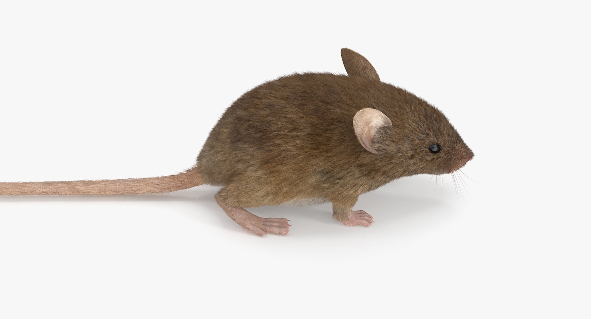 3D Mouse Fur Model - TurboSquid 1226832