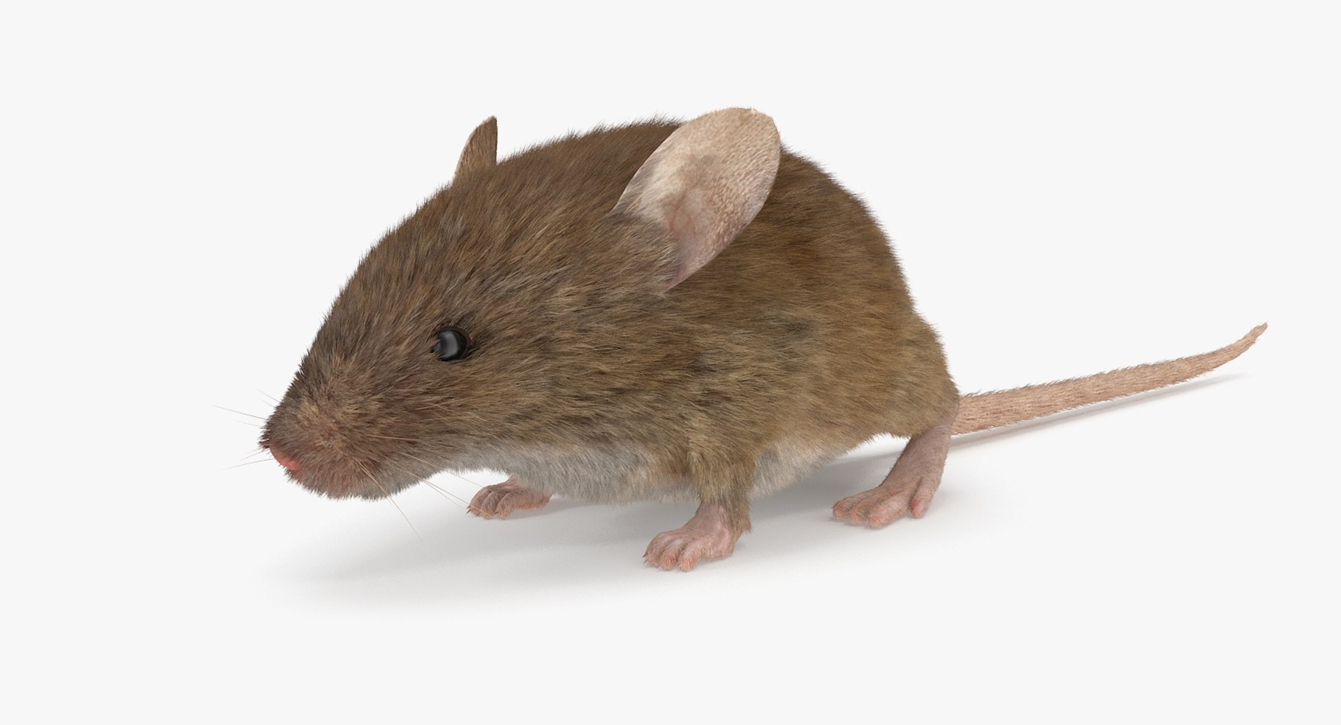 3D Mouse Fur Model - TurboSquid 1226832