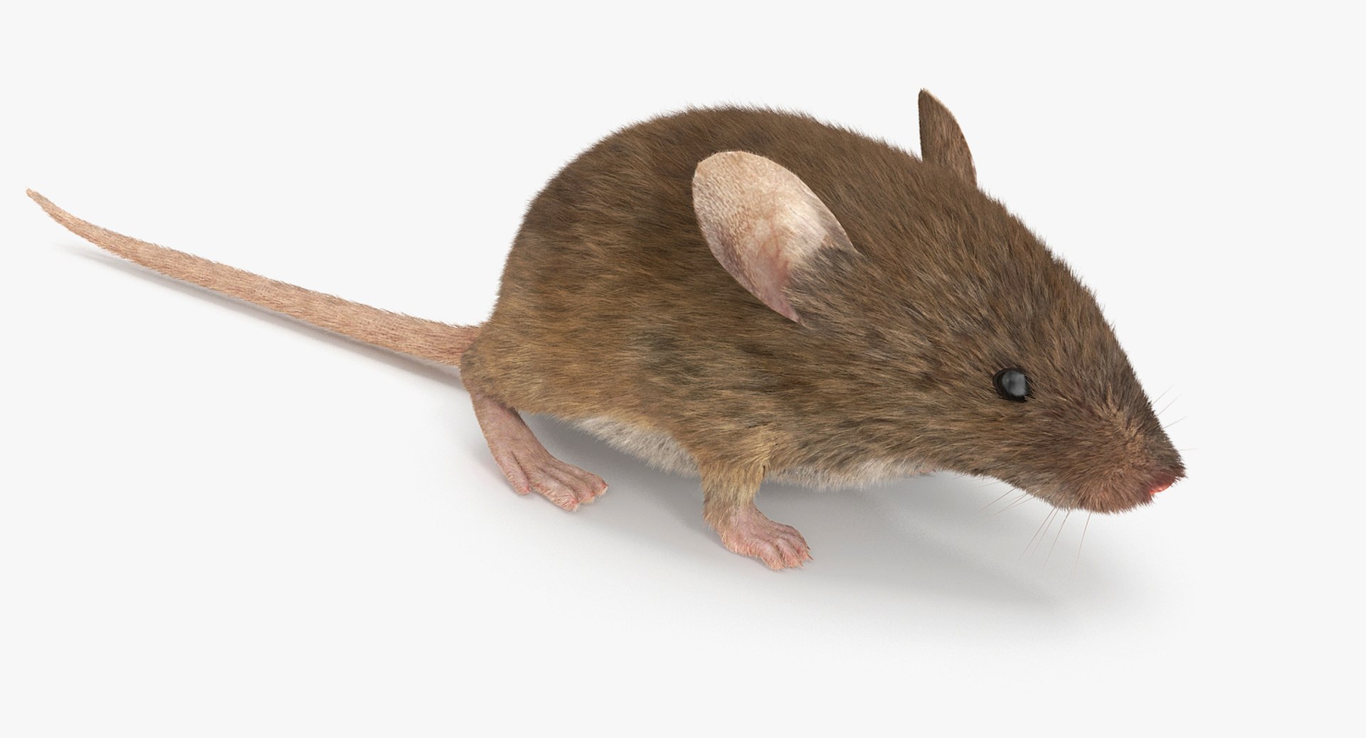 3D Mouse Fur Model - TurboSquid 1226832