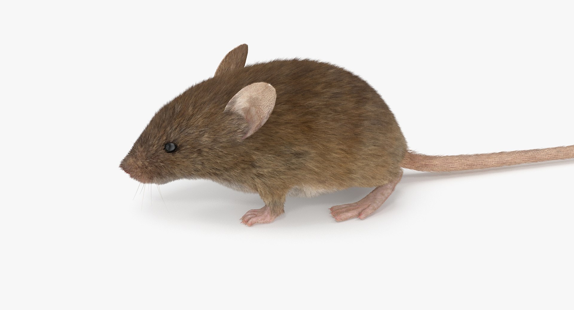 3D Mouse Fur Model - TurboSquid 1226832