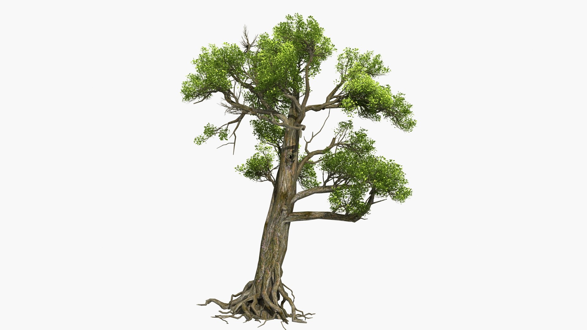 Tree Nature 3D Model - TurboSquid 1667506