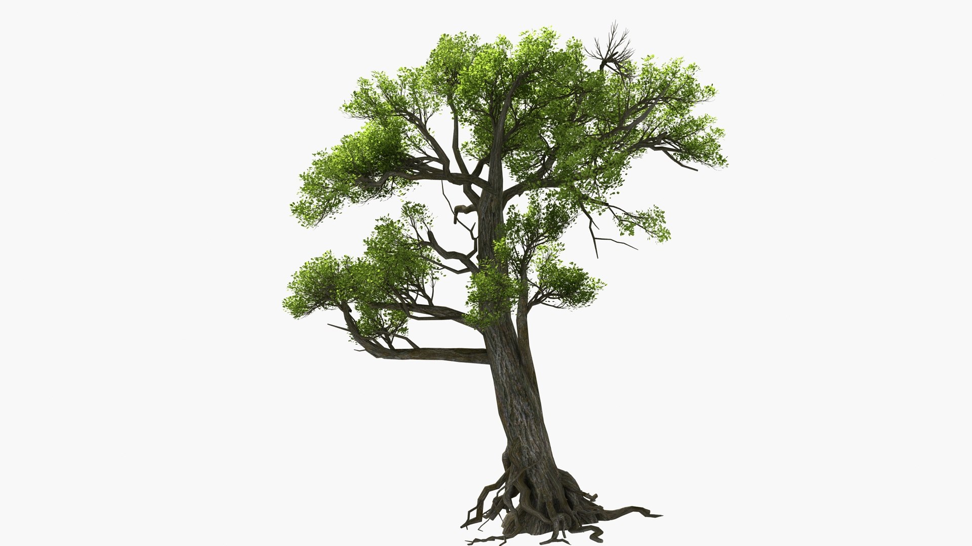 Tree Nature 3D Model - TurboSquid 1667506