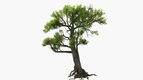 Tree nature 3D model - TurboSquid 1667506