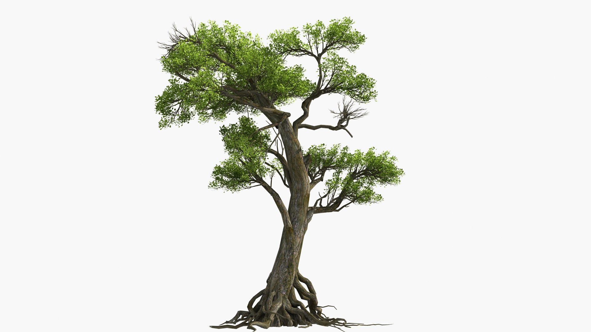 Tree Nature 3D Model - TurboSquid 1667506
