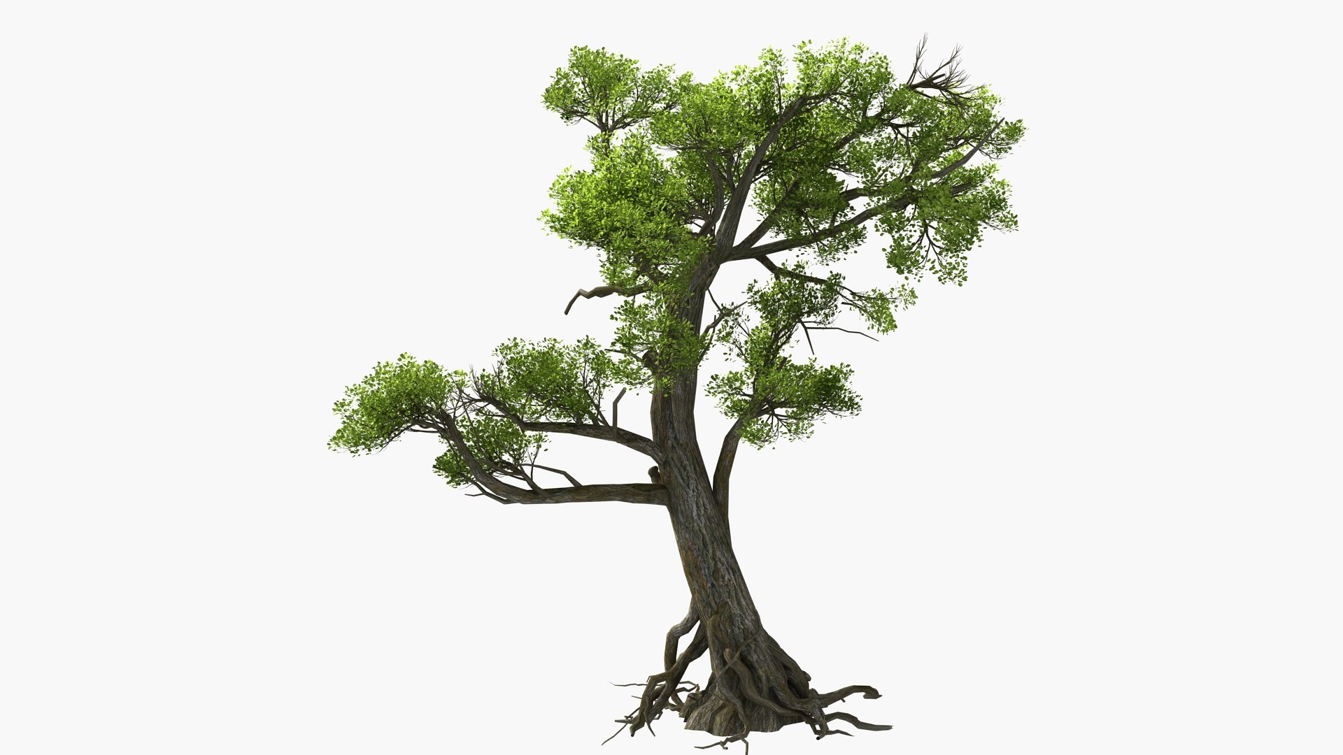 Tree Nature 3D Model - TurboSquid 1667506