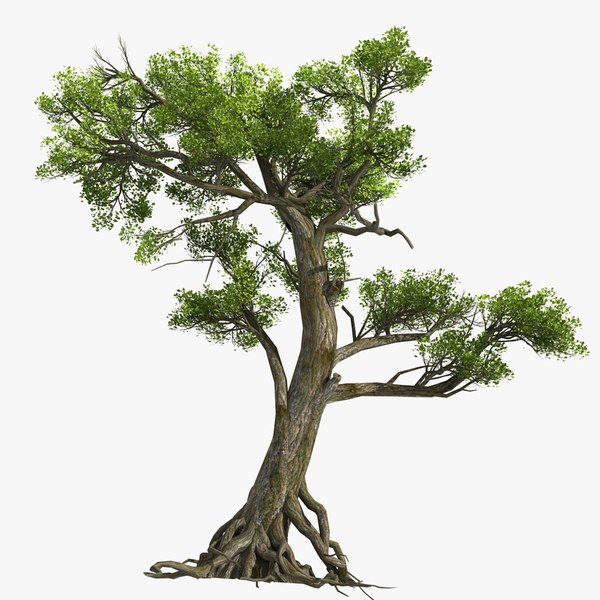 Tree nature 3D model - TurboSquid 1667506