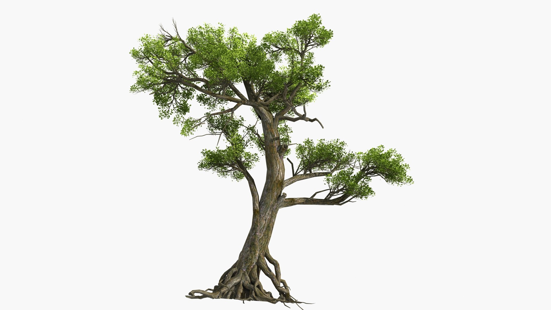 Tree Nature 3D Model - TurboSquid 1667506