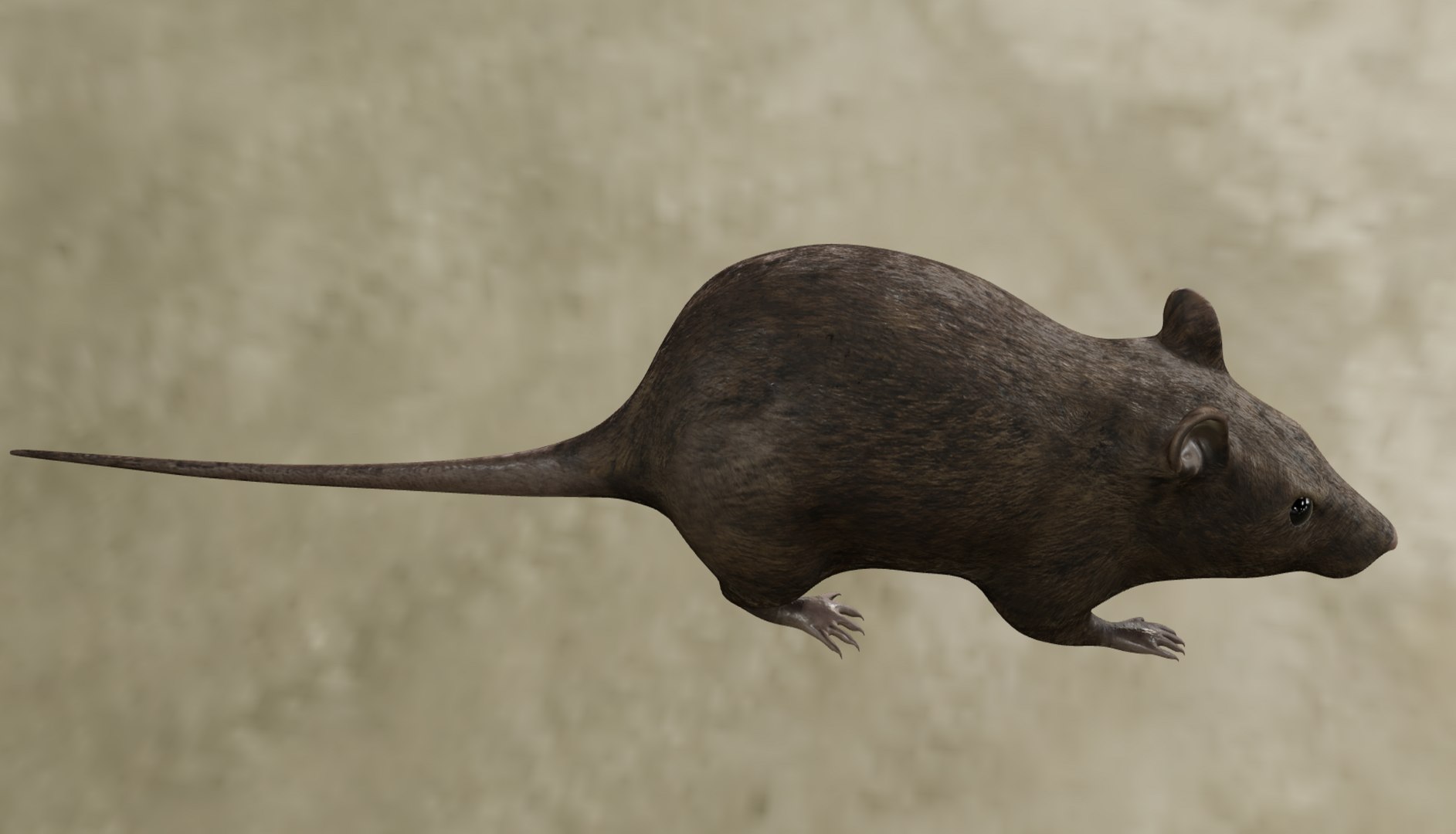 3D Street Rat model - TurboSquid 2182313