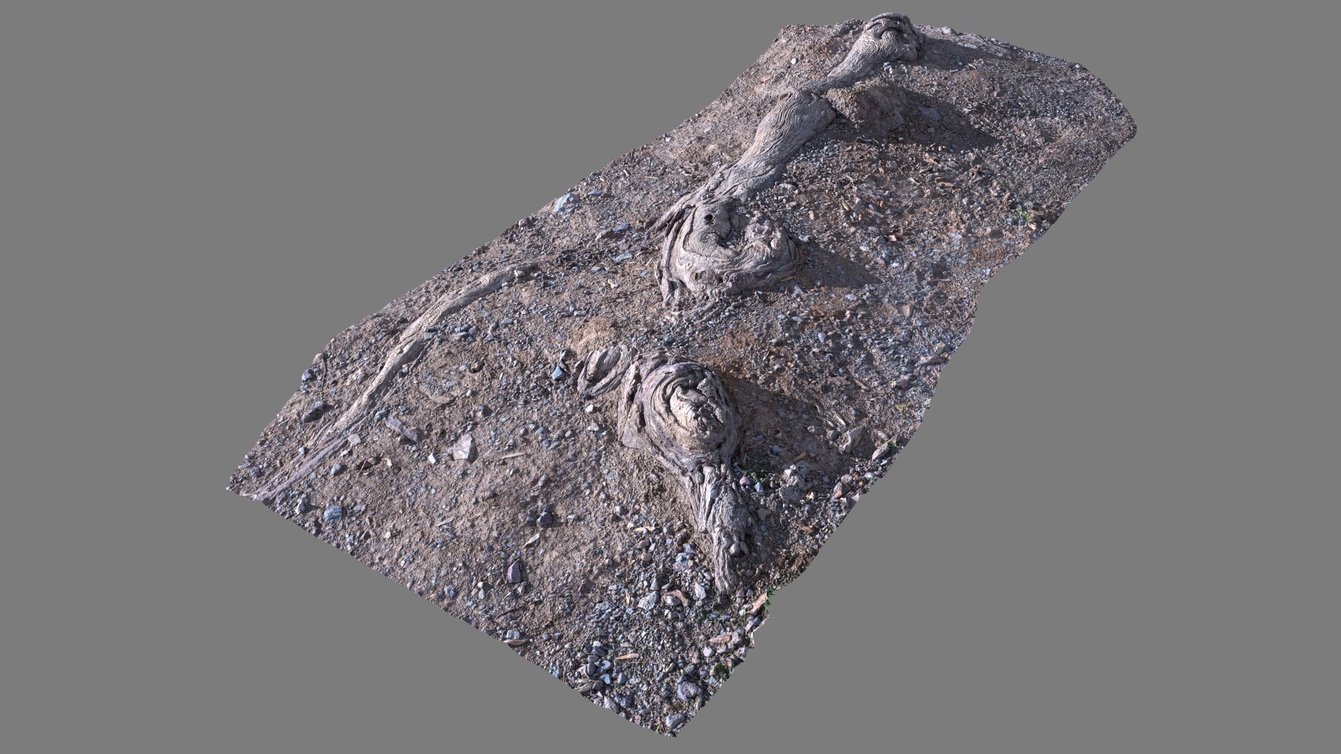 Scanned Ground Root 3D - TurboSquid 2123468