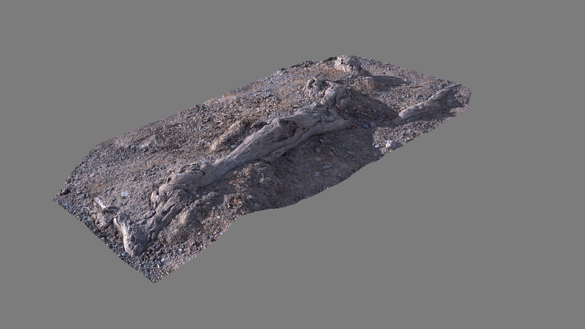 Scanned Ground Root 3D - TurboSquid 2123468