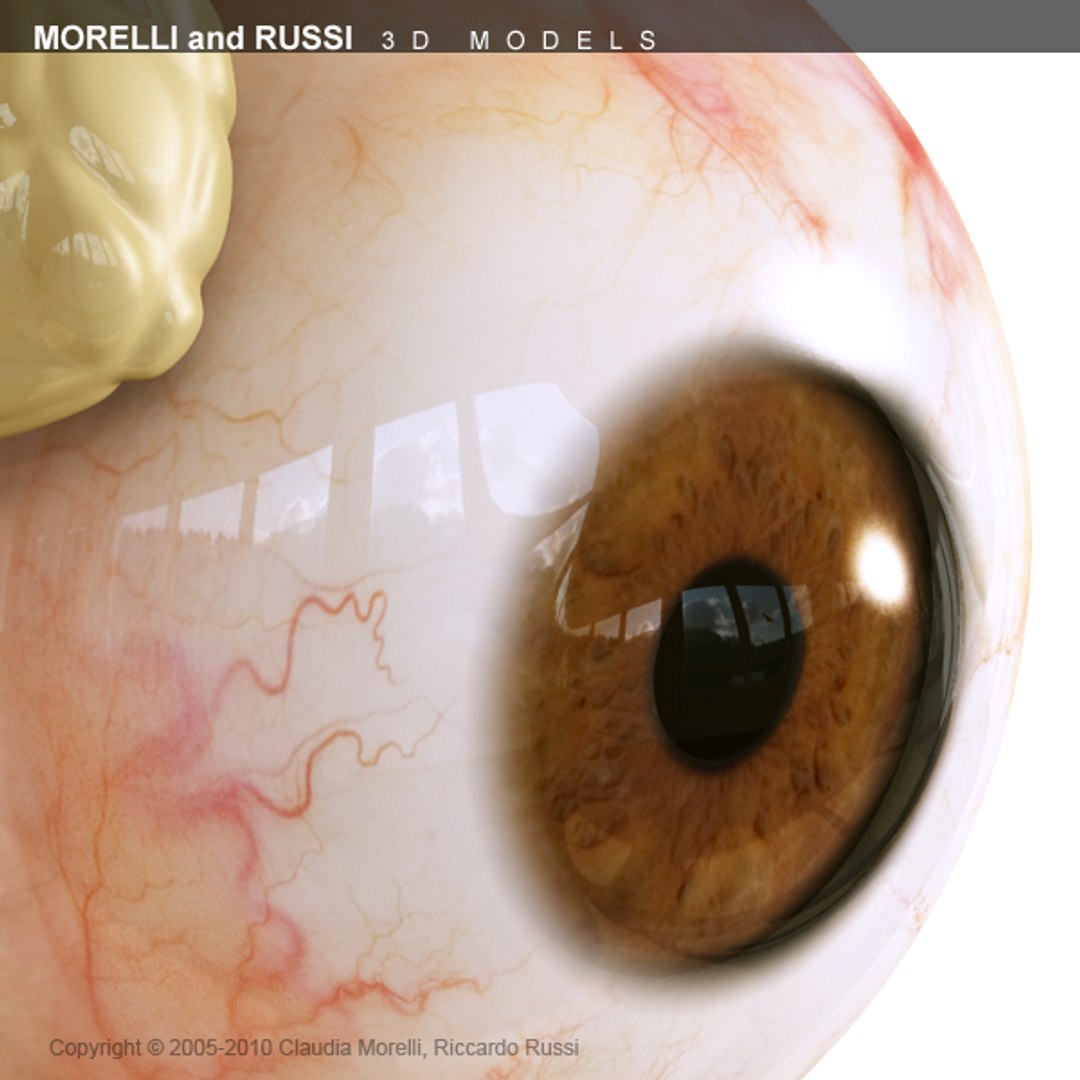 3d Model Eye