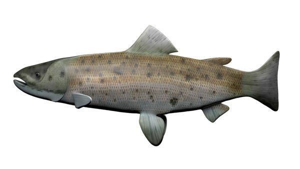 3D Salmon fish model - TurboSquid 1778156