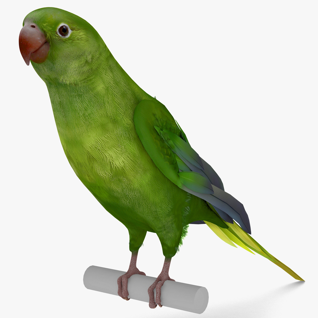parakeet pose 2 3d model