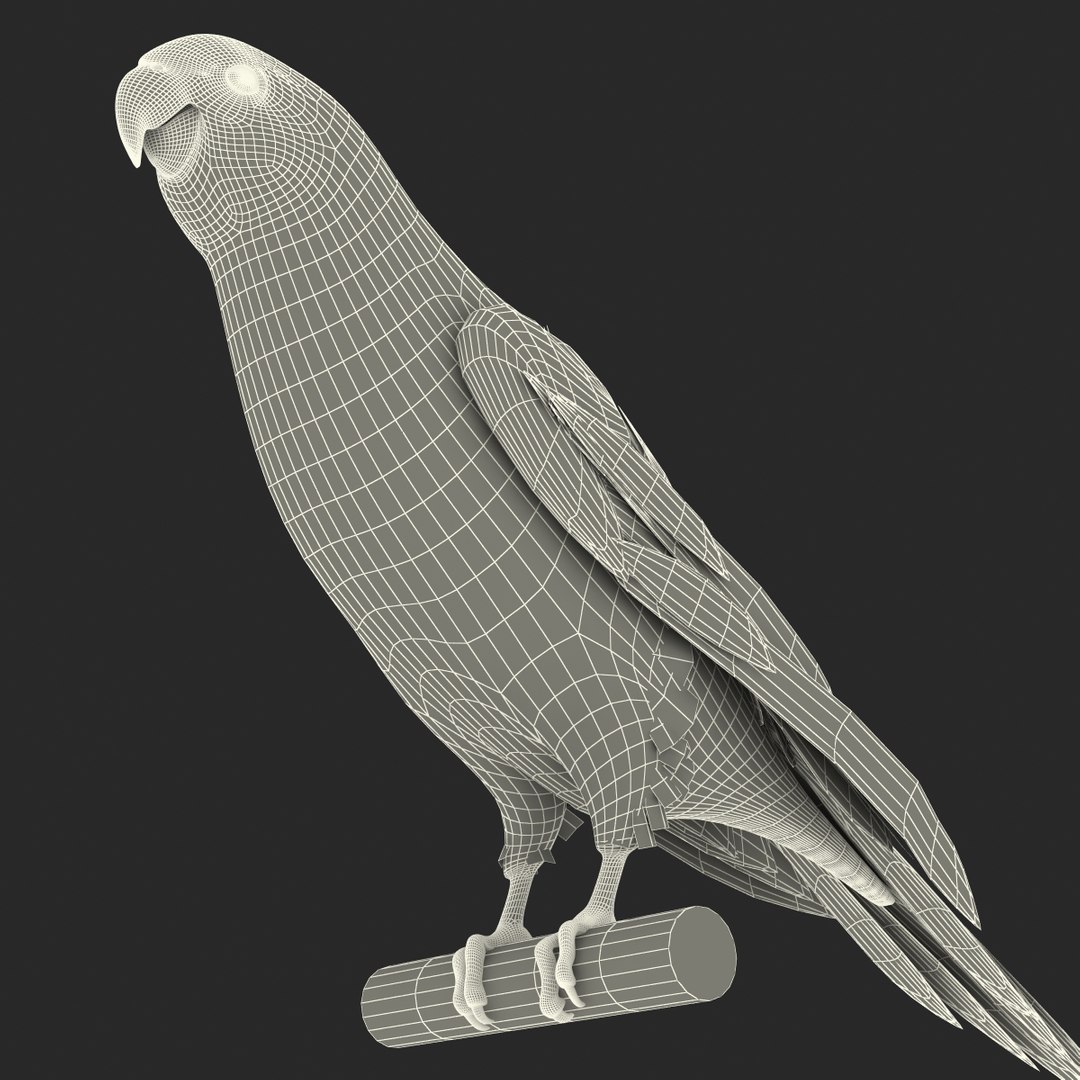 parakeet pose 2 3d model