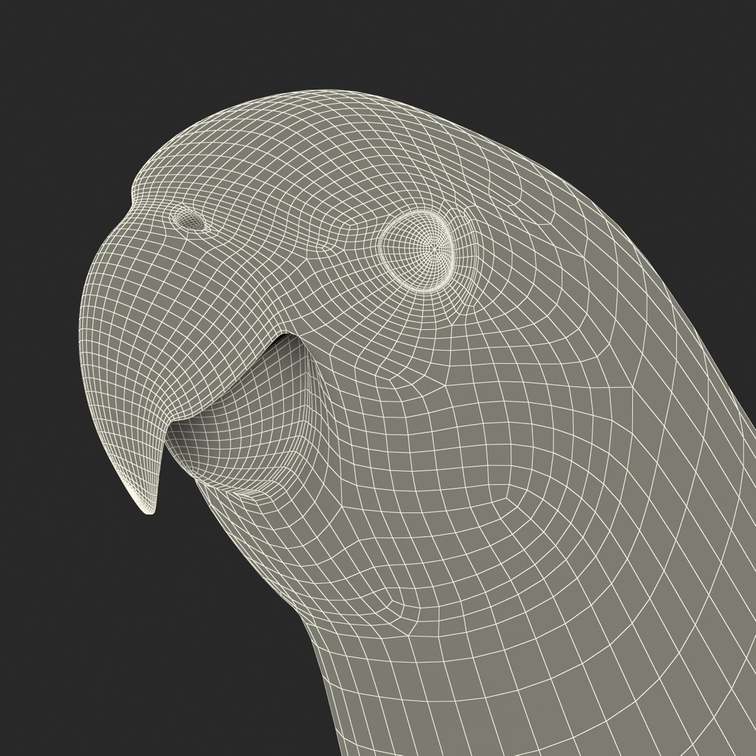 parakeet pose 2 3d model