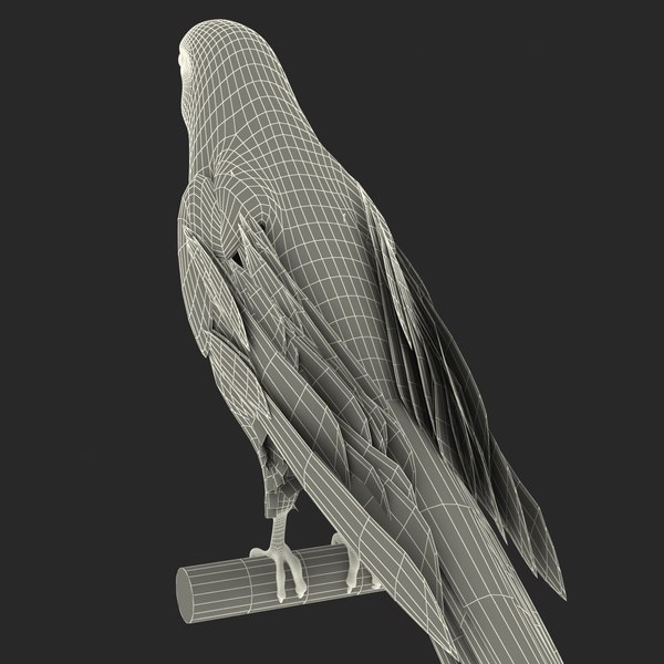 parakeet pose 2 3d model