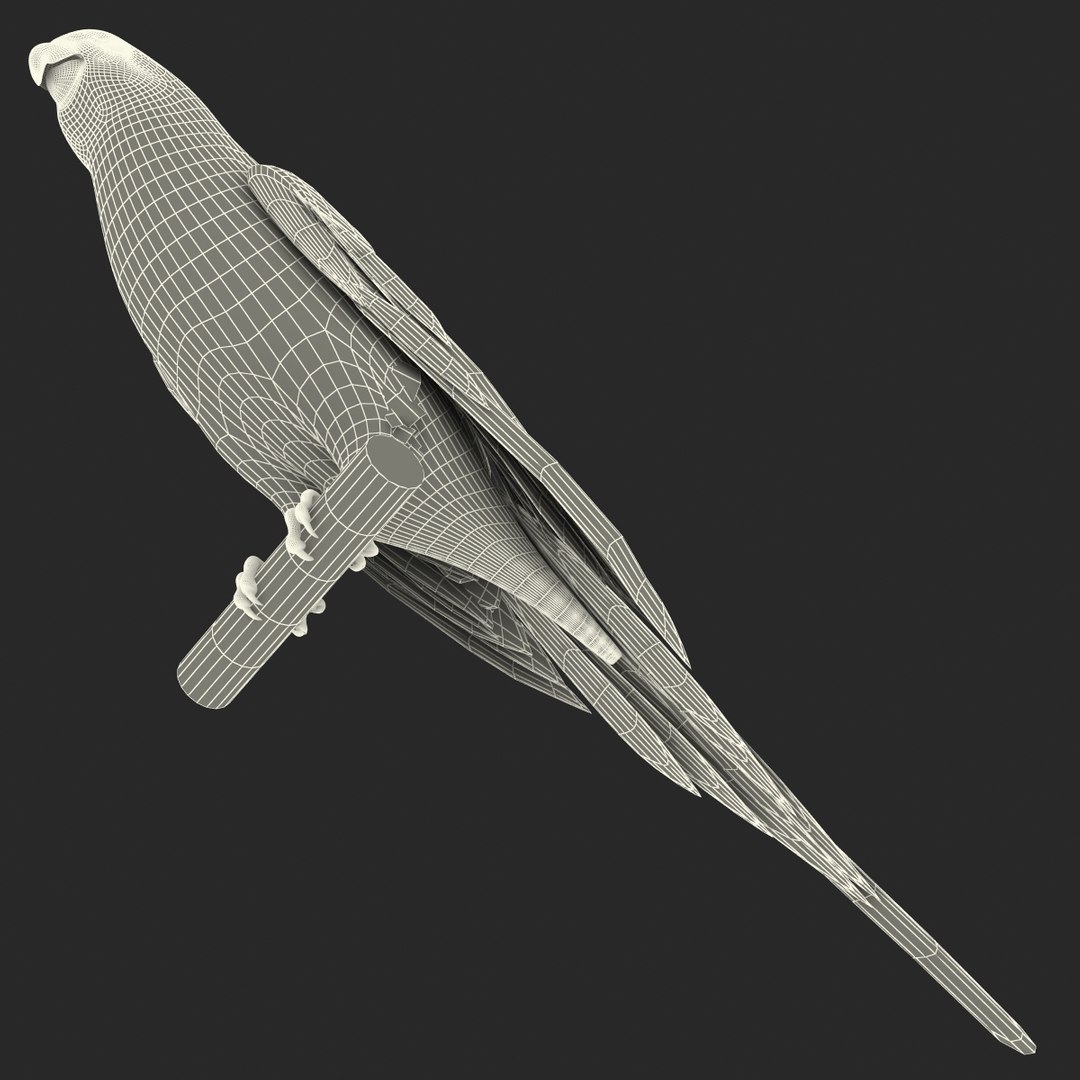 parakeet pose 2 3d model