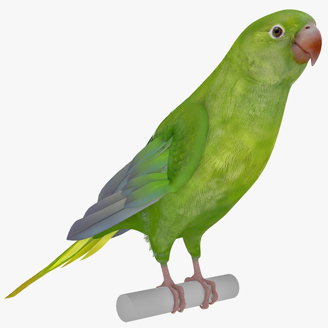 Parakeet Pose 2 3d Model
