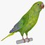 Parakeet Pose 2 3d Model