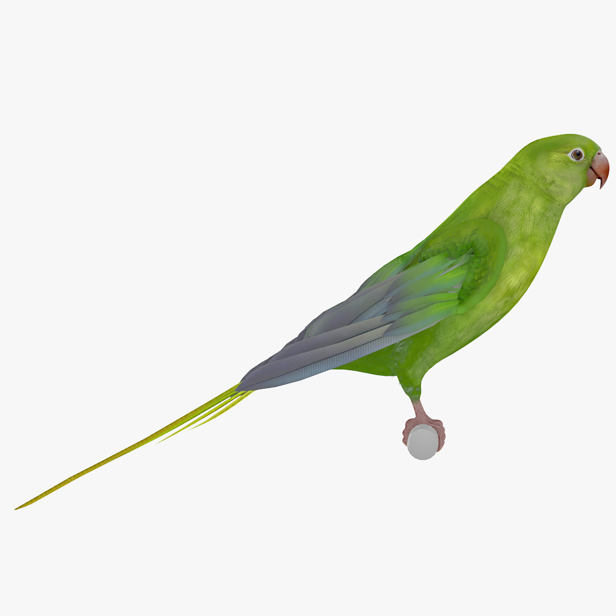 parakeet pose 2 3d model