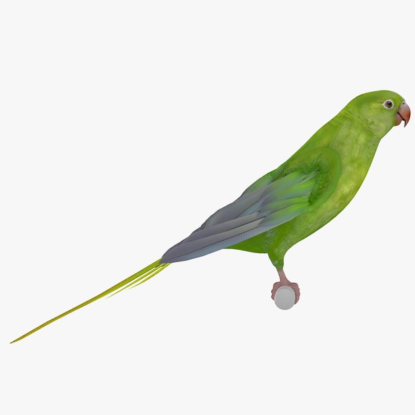 parakeet pose 2 3d model