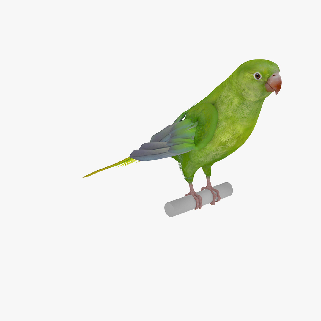 Parakeet Pose 2 3d Model