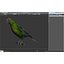 Parakeet Pose 2 3d Model