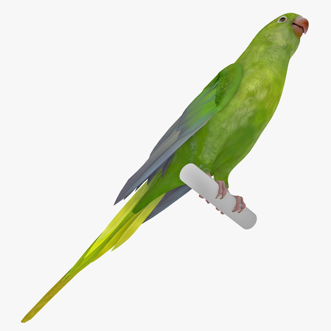 Parakeet Pose 2 3d Model