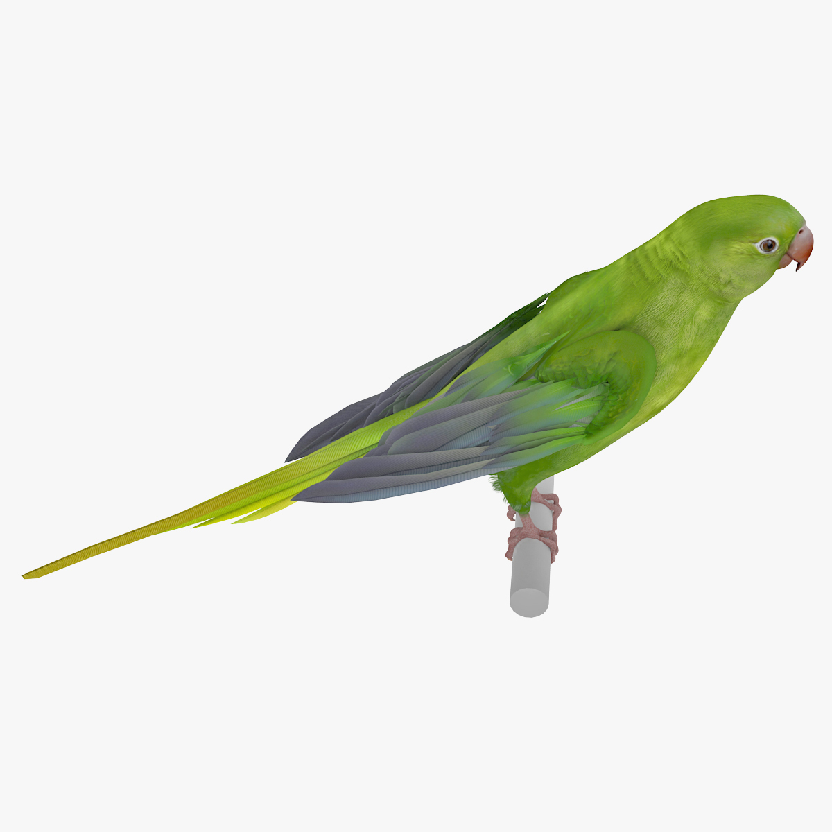 parakeet pose 2 3d model