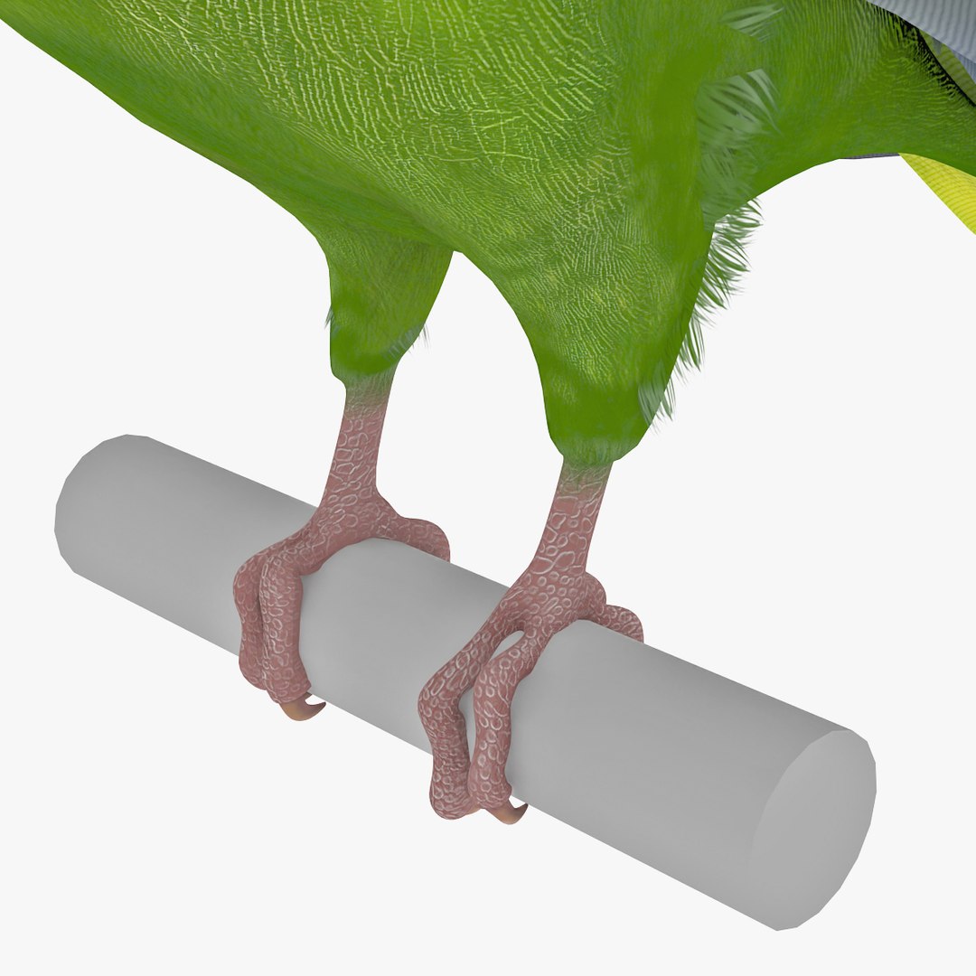 Parakeet Pose 2 3d Model