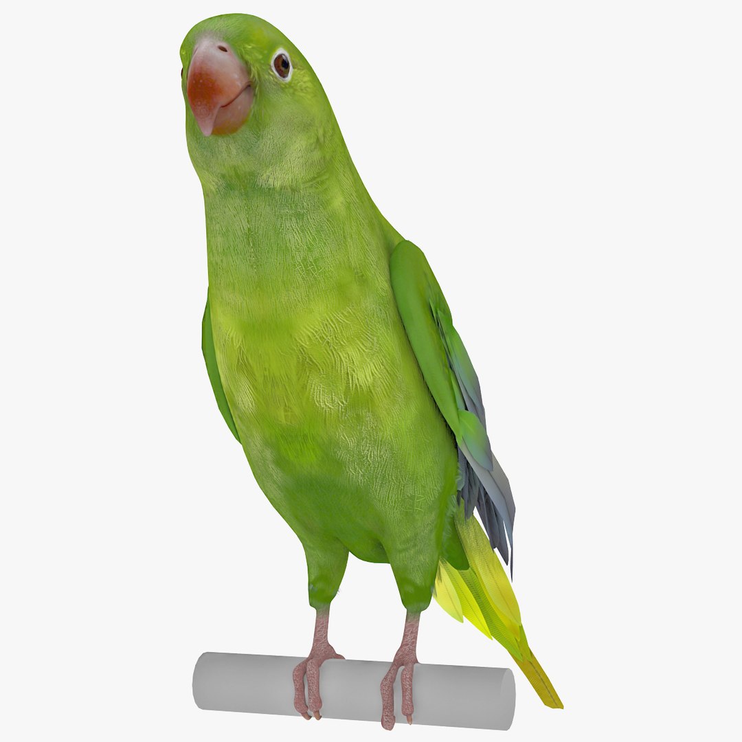 Parakeet Pose 2 3d Model