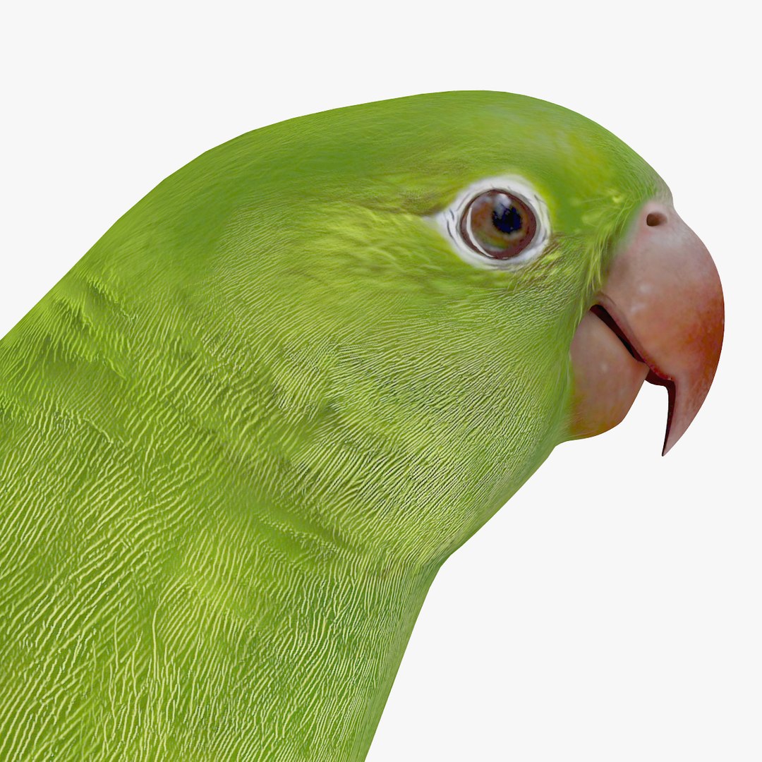 parakeet pose 2 3d model