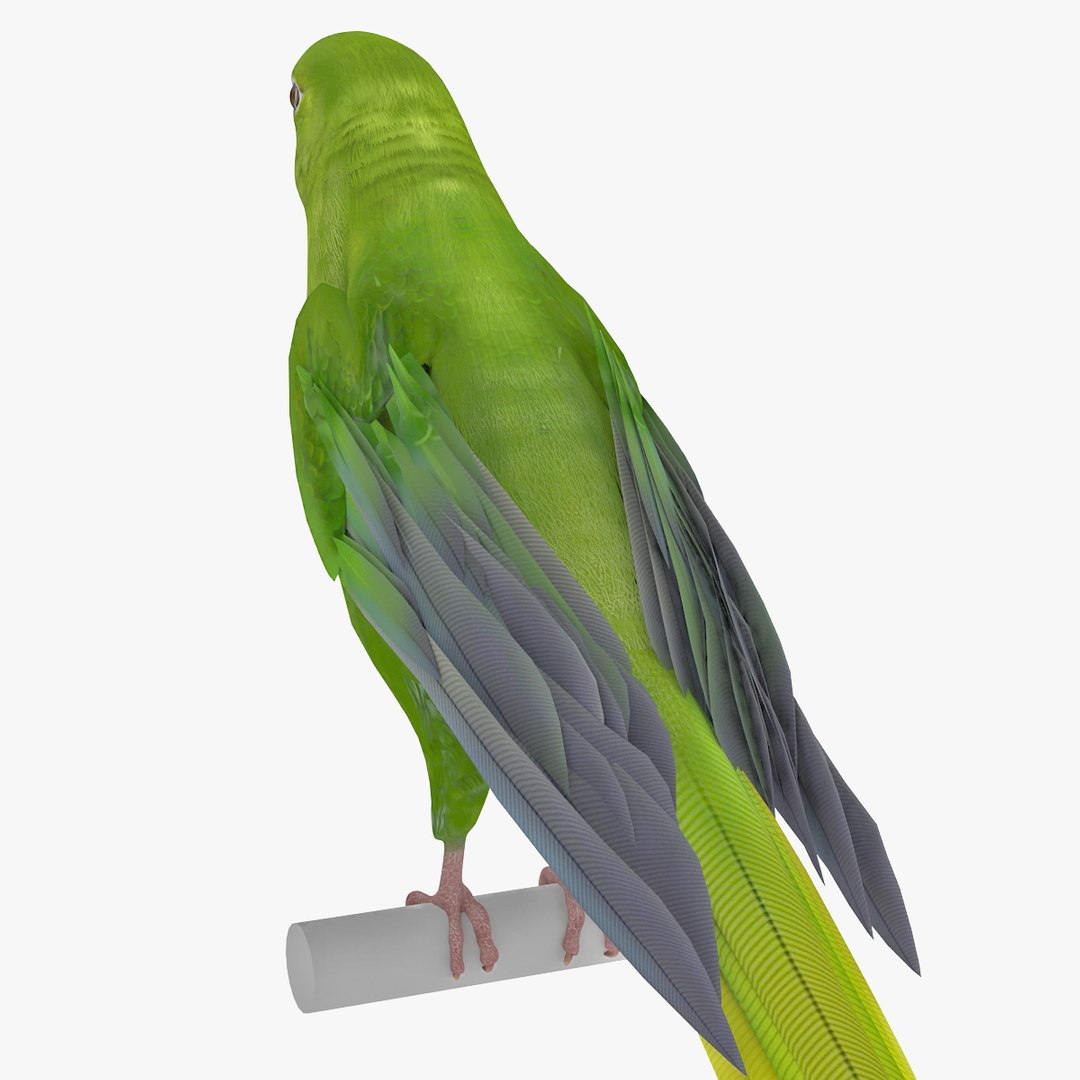 Parakeet Pose 2 3d Model