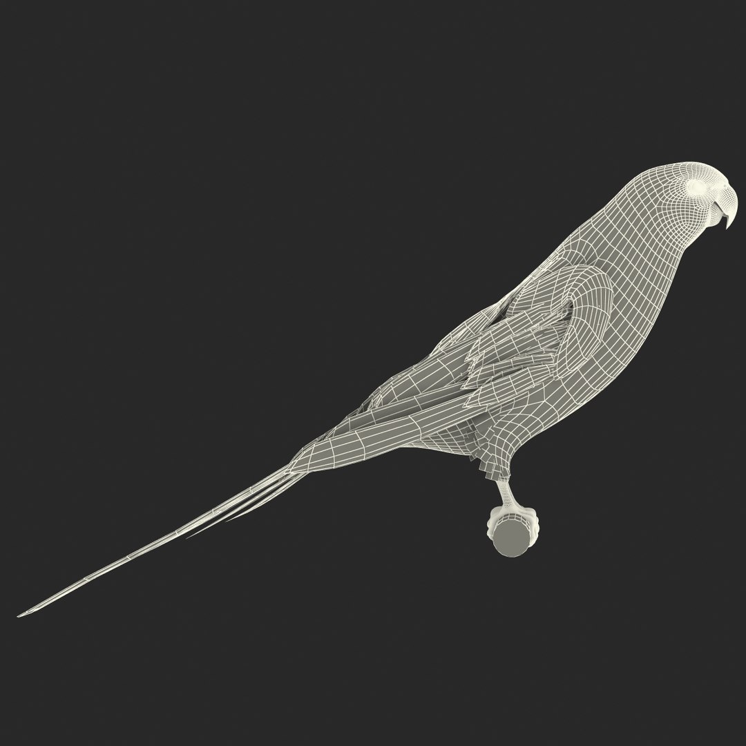 parakeet pose 2 3d model