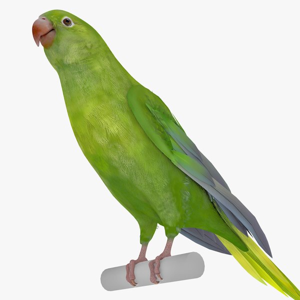 parakeet pose 2 3d model