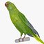 Parakeet Pose 2 3d Model