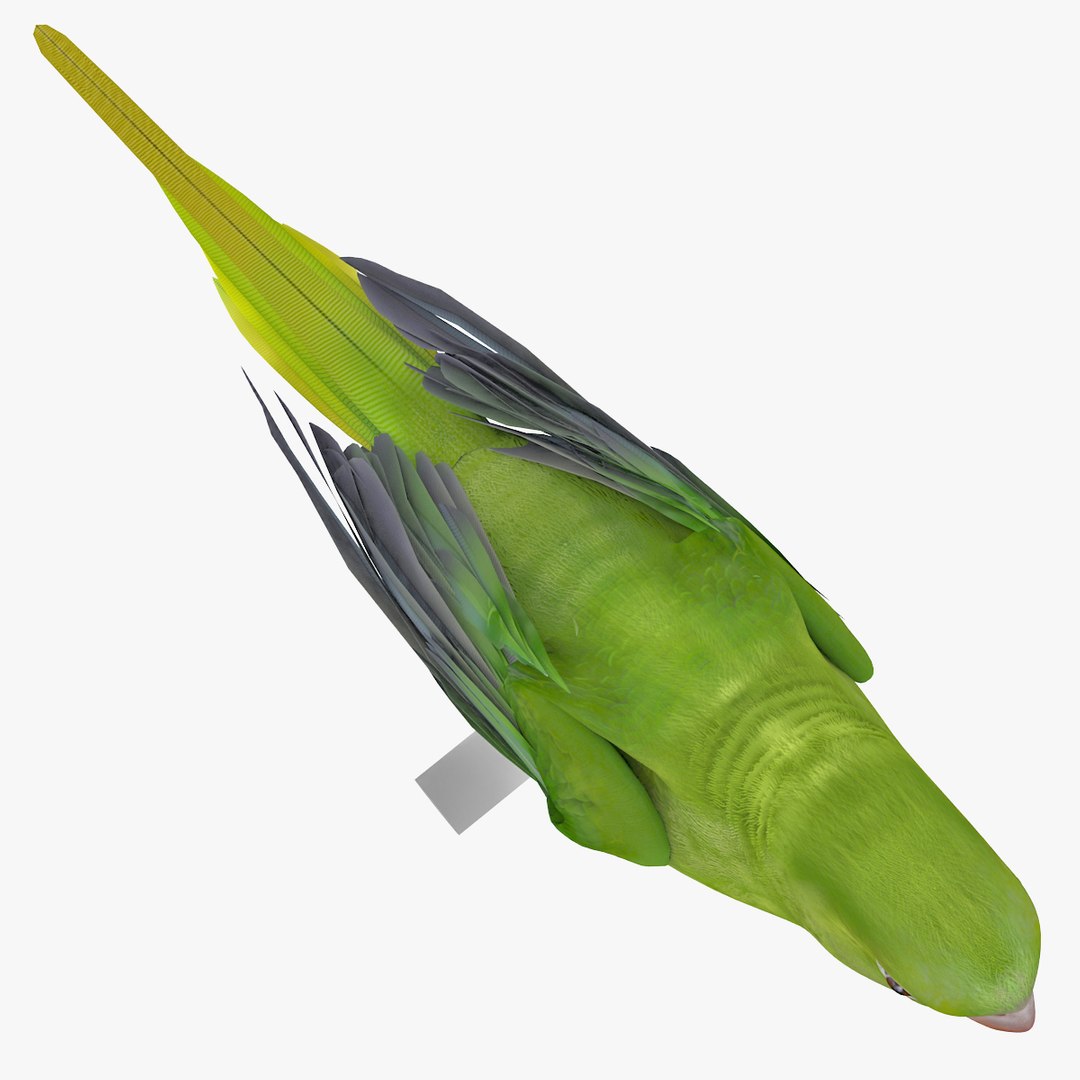 parakeet pose 2 3d model