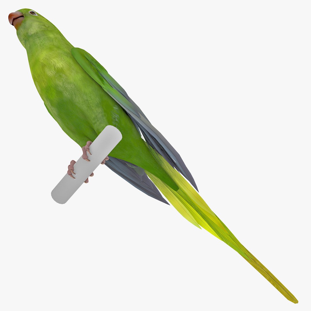 parakeet pose 2 3d model