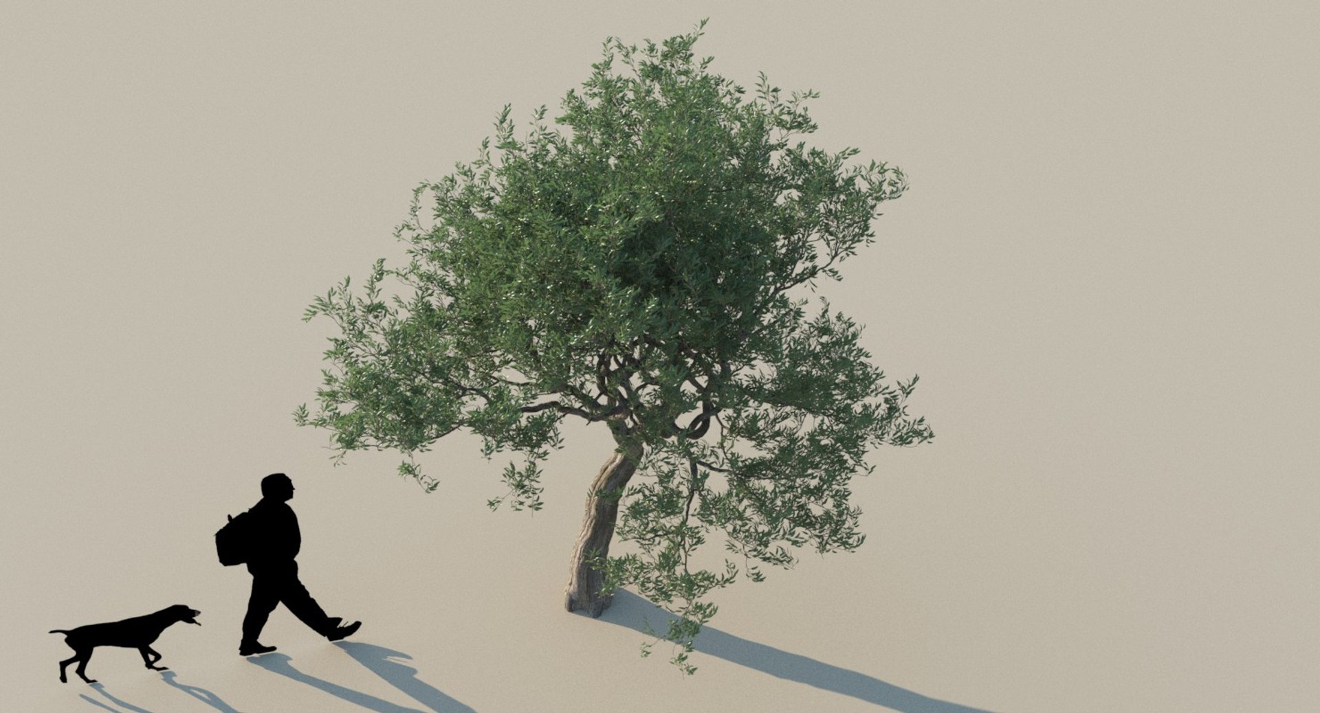 3d Model Olive Tree