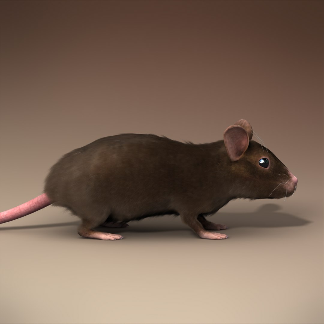 Mouse Rigged - Max