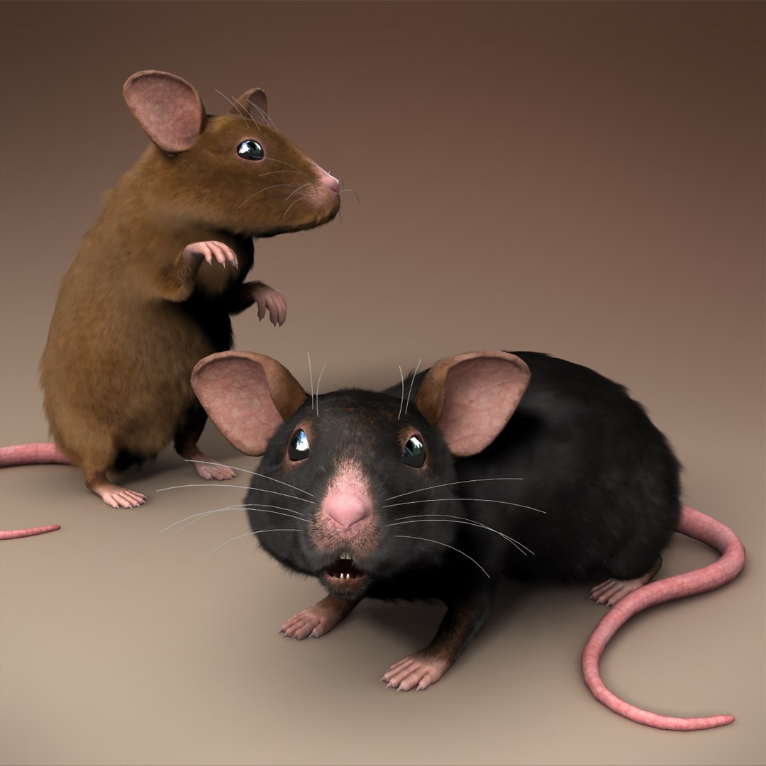 Mouse Rigged - Max