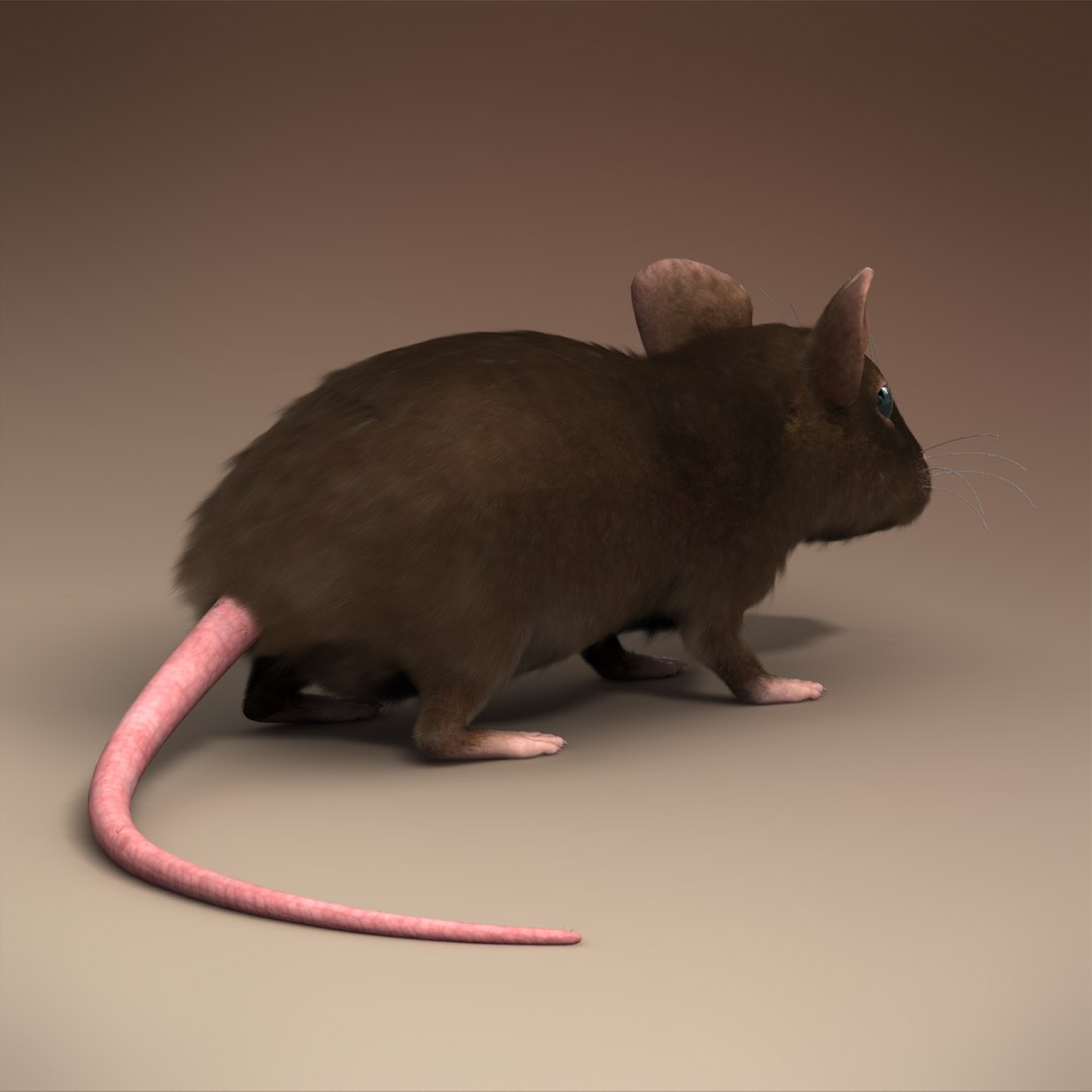 Mouse Rigged - Max
