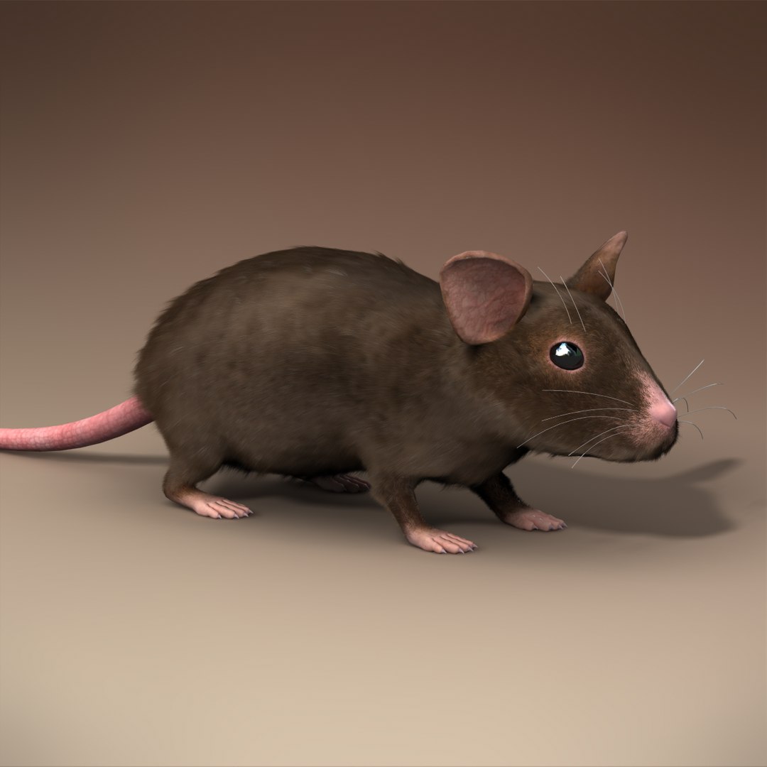 Mouse Rigged - Max