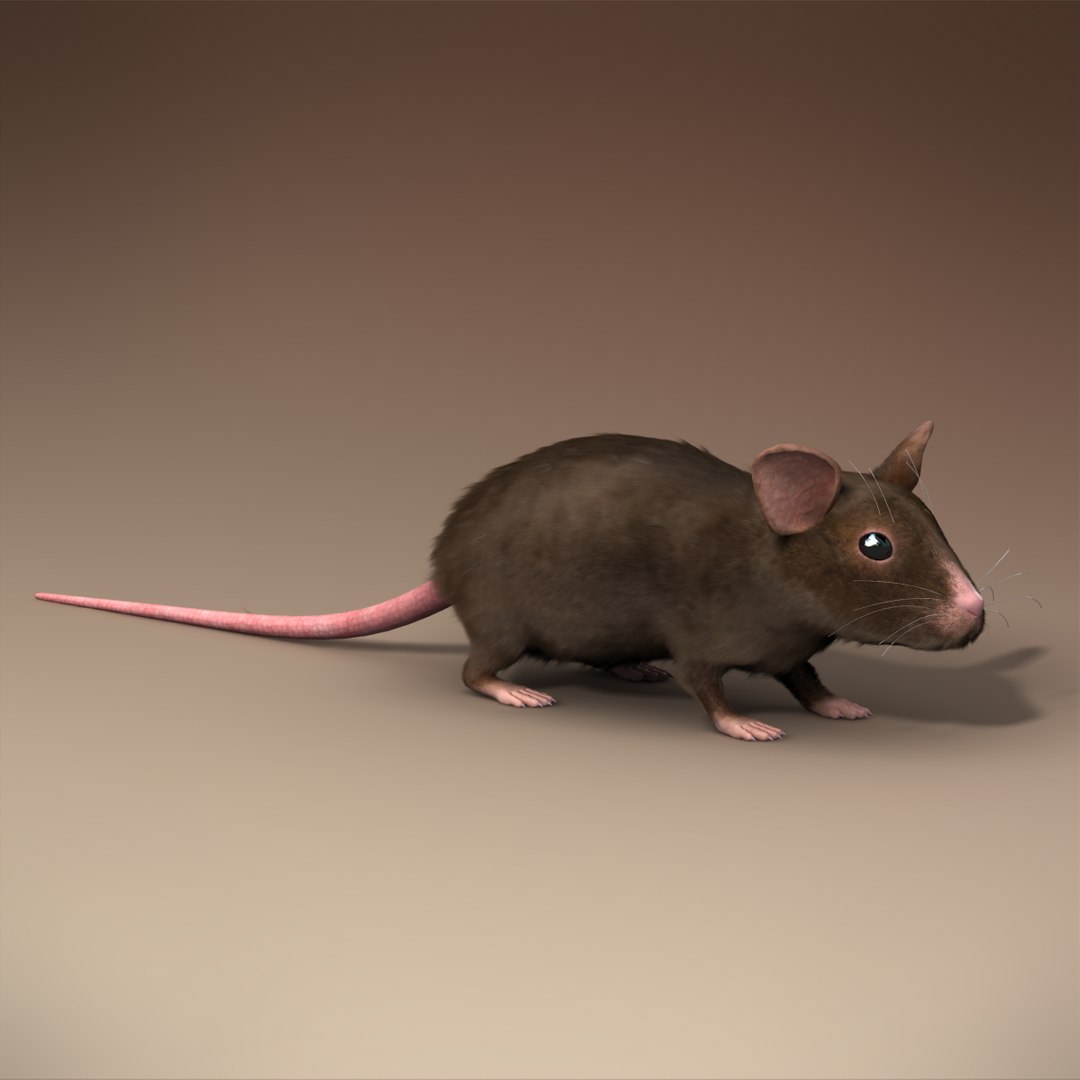 Mouse Rigged - Max