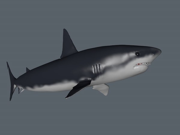 Hai 3D-Modell - TurboSquid 1044227