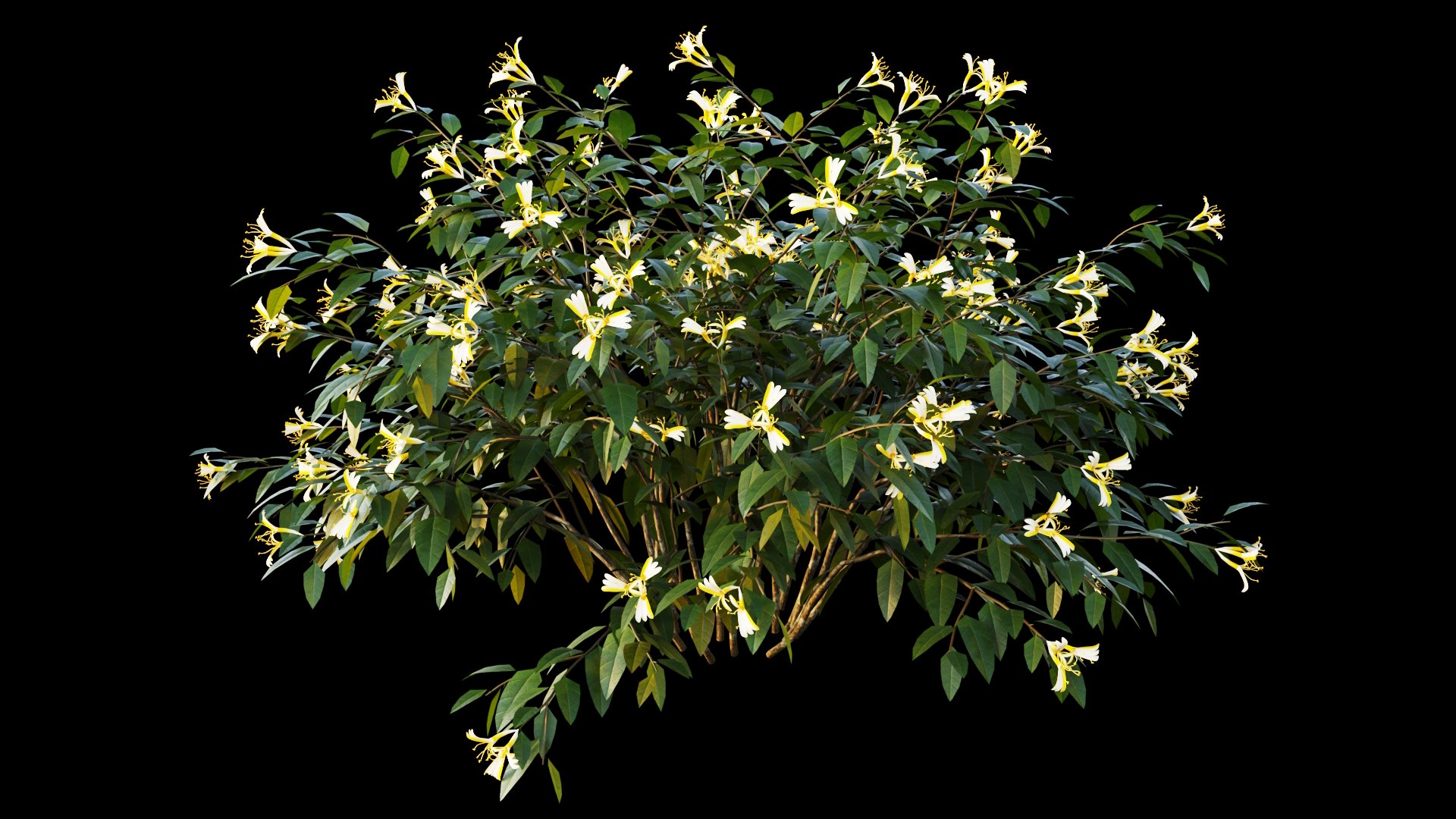 Honeysuckle 3D Model - TurboSquid 1862718